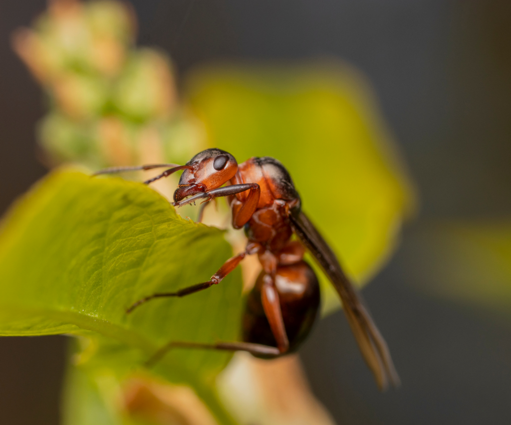 Termites Pest Control Services | Newton